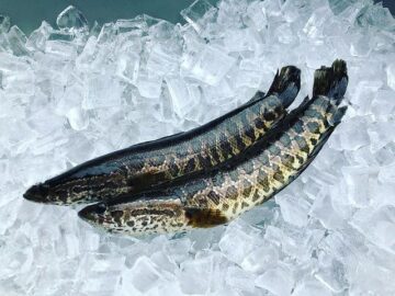 Jenis Ikan Gabus (Channidae) untuk Budidaya Di Indonesia