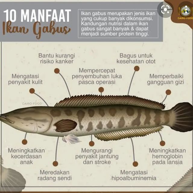 Jenis Ikan Gabus (Channidae) untuk Budidaya Di Indonesia