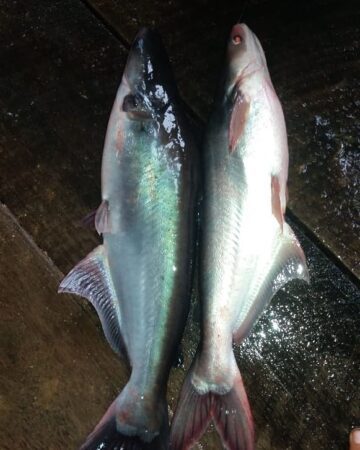 Ikan Dori Vs Ikan Patin: Kenali Perbedaan dan Karakteristiknya