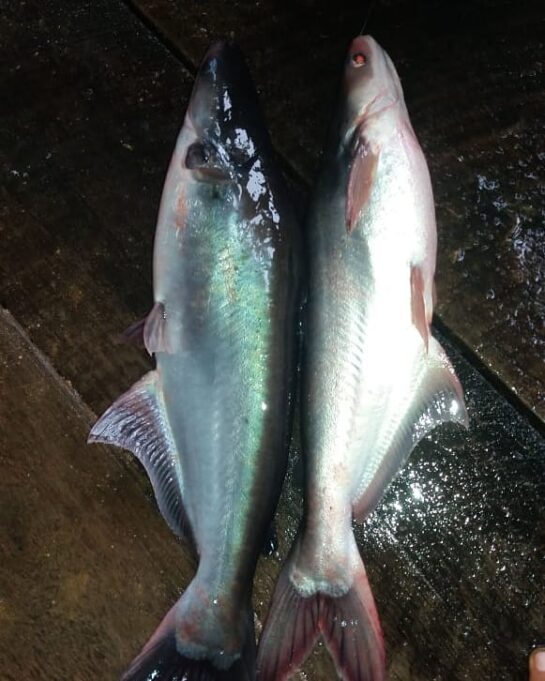 Ikan Dori Vs Ikan Patin: Kenali Perbedaan dan Karakteristiknya